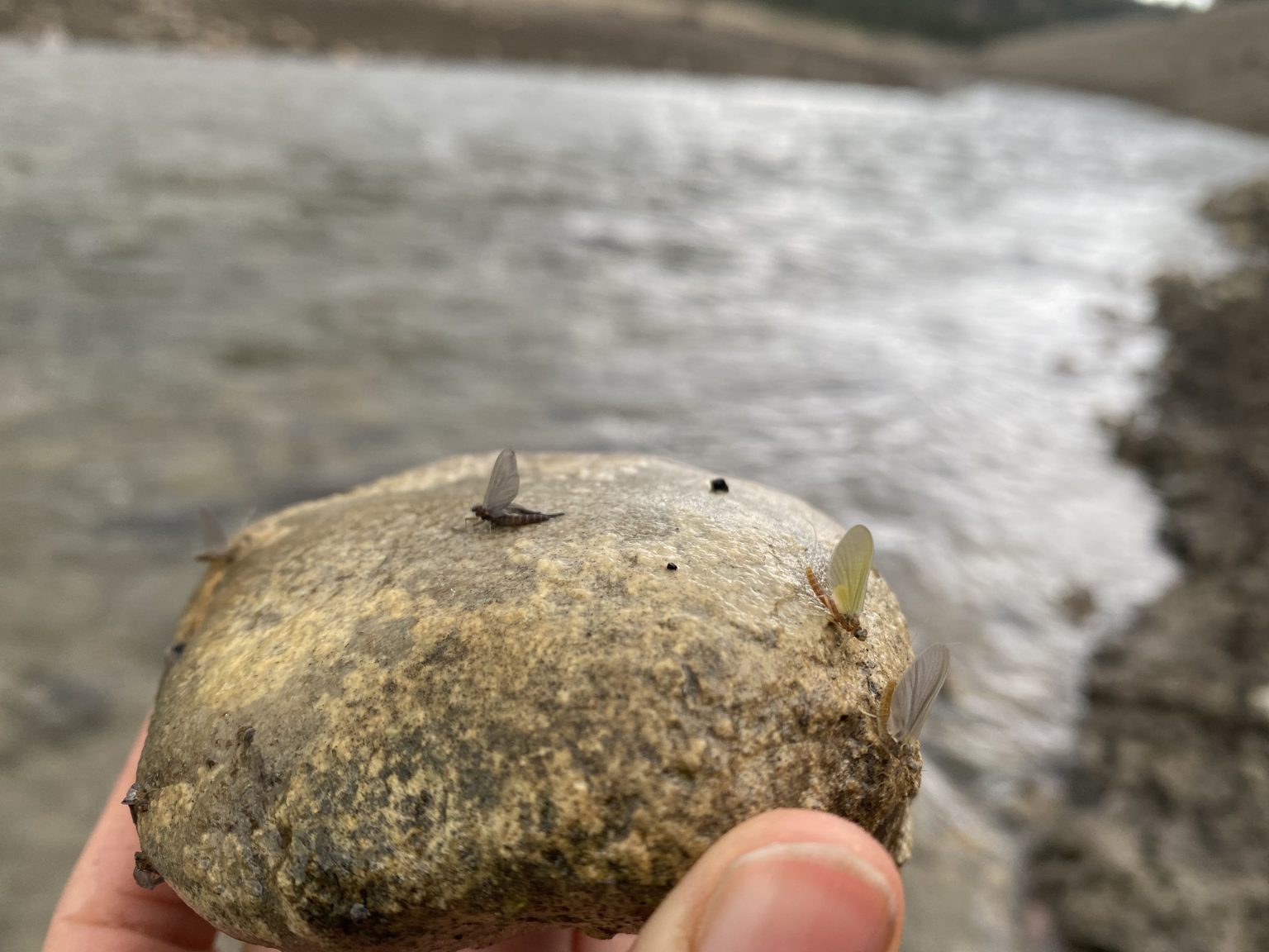 Monitoring and assessment – Elk Valley Water Quality Hub